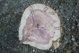 Anatomy of a Tree: The Vascular System - Countryside